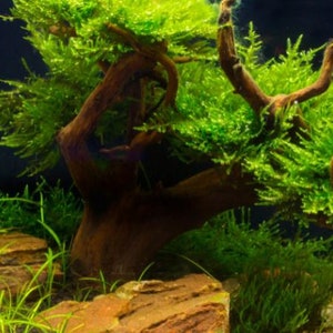 Java Moss Golf Ball Portion Low Tech Live Freshwater Aquarium Plant ...