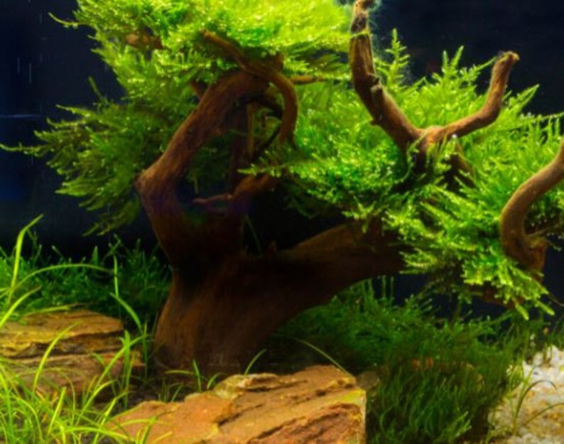 Java Moss Golf Ball Portion Low Tech Live Freshwater Aquarium - Etsy