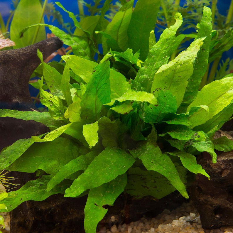 Axolotl Plant Bundle, Java Moss, Fern, Anubias, Sword, Low Light ...