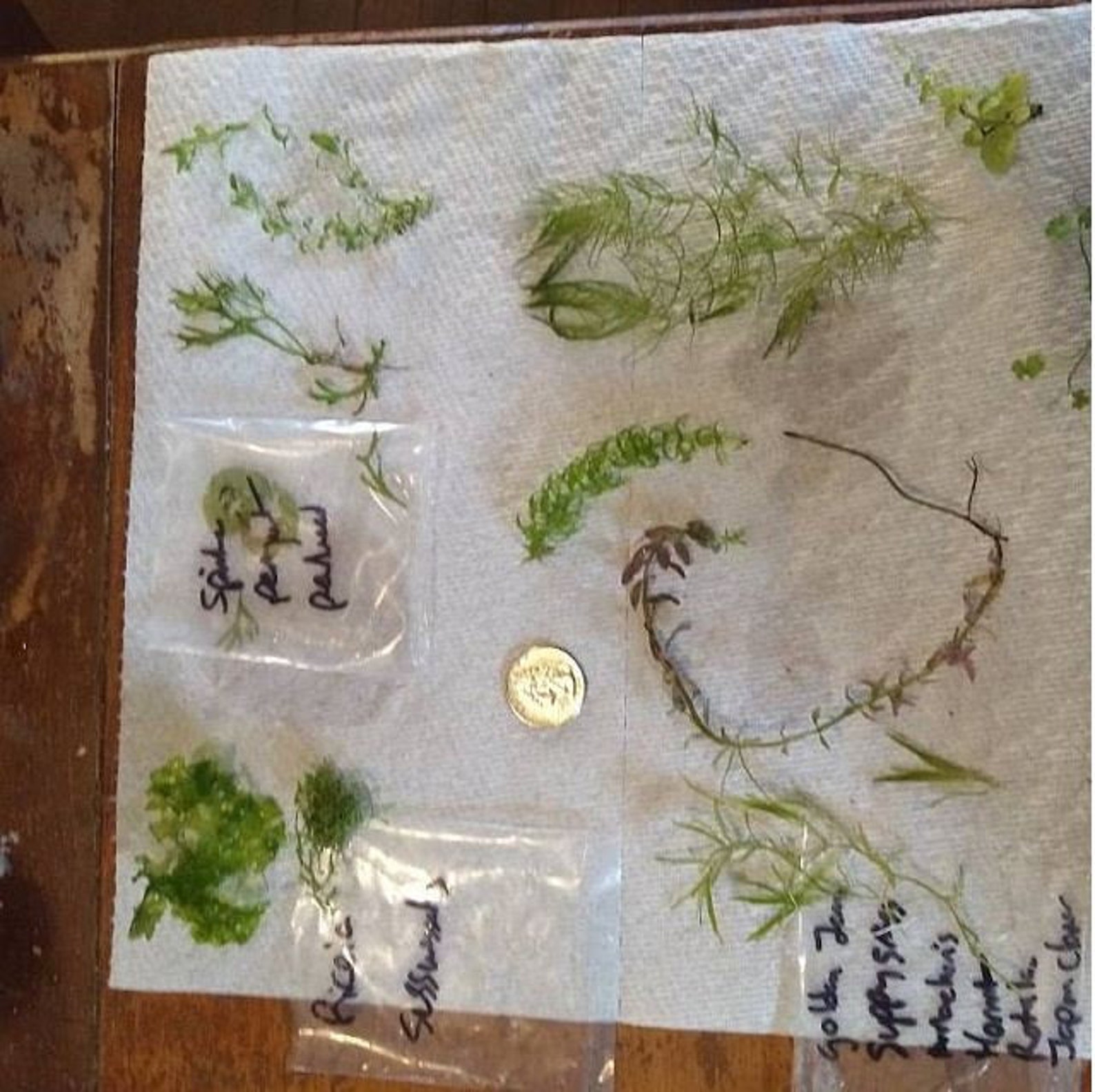 NO FLOATERS Beginner Pack 10 Tiny Random PLANT Species Low - Etsy