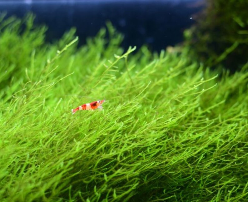 Axolotl Aquarium Plant Bundle (6 Pack), Java Moss & Fern, Anubias ...