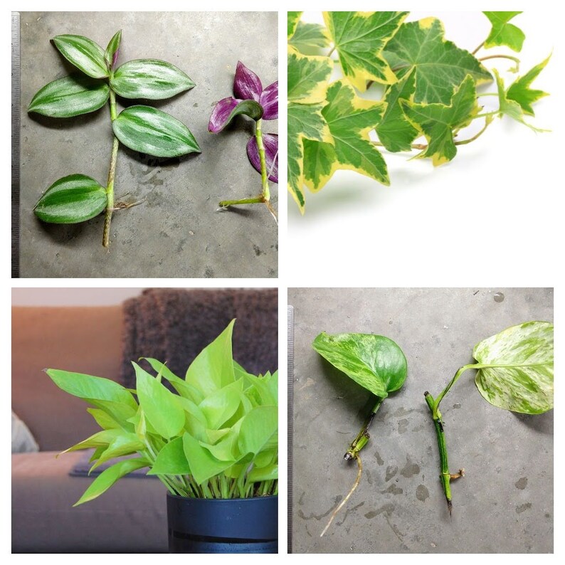 NO FLOATERS Beginner Pack 10 Tiny Random PLANT Species Low - Etsy
