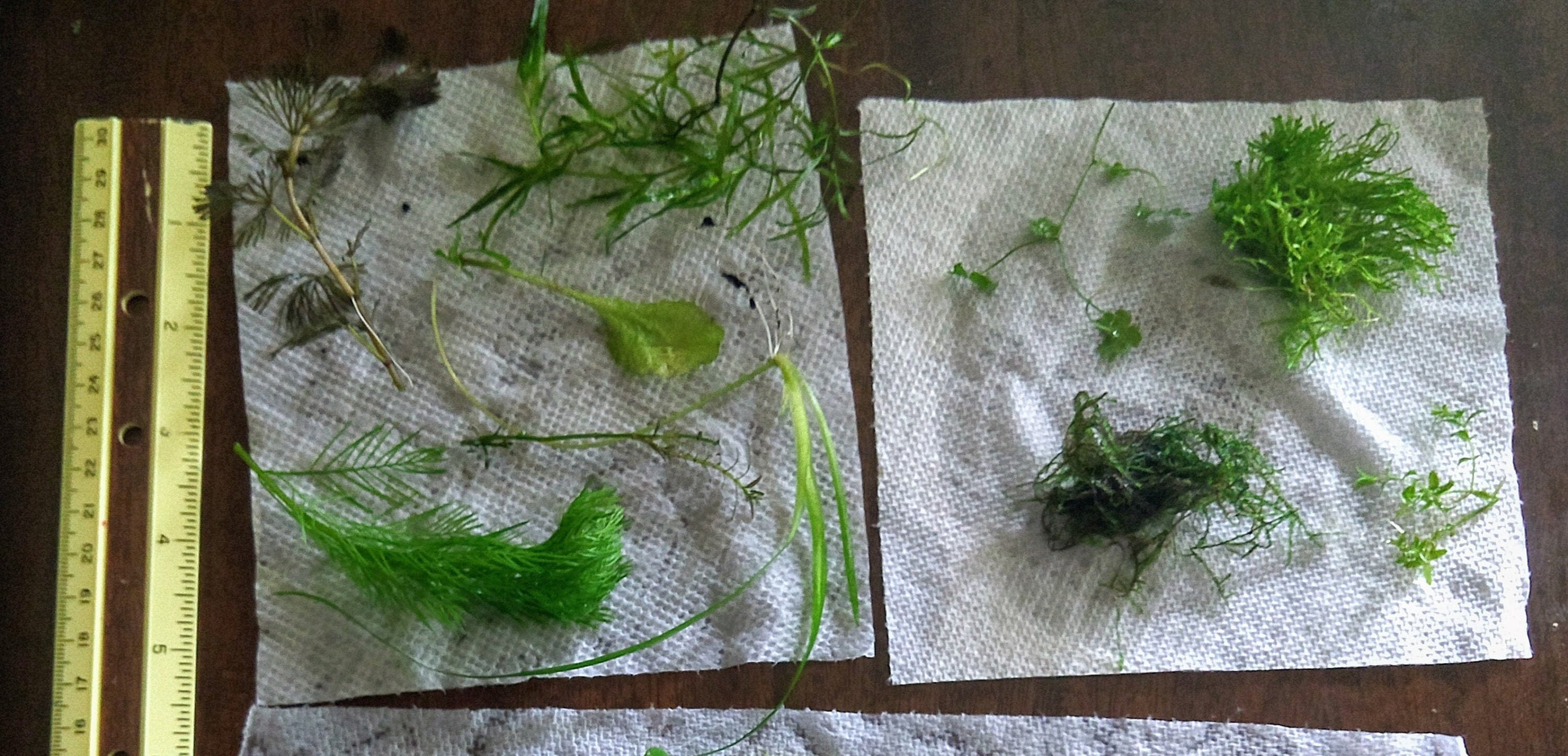 NO FLOATERS Beginner Pack 10 Tiny Random PLANT Species Low | Etsy