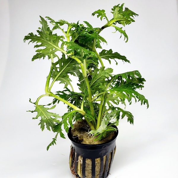 Water Wisteria Aquarium Plants - Etsy