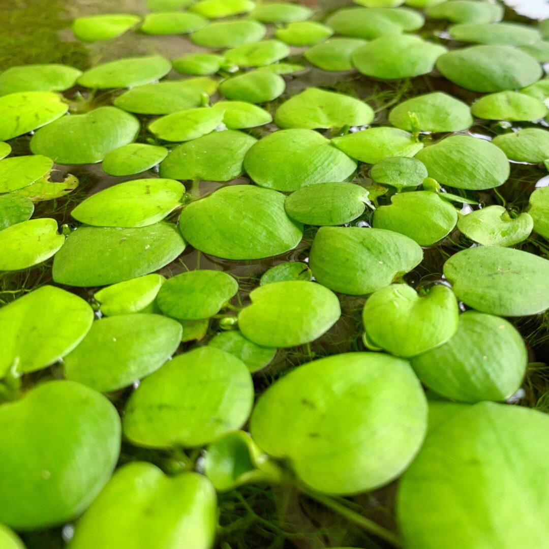 3x Frogbit Floaters, Mix Sizes Live Freshwater Aquarium Plants, Low ...