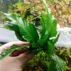Axolotl Aquarium Plant Bundle: 4x Plants Low Light Java Moss, Fern ...