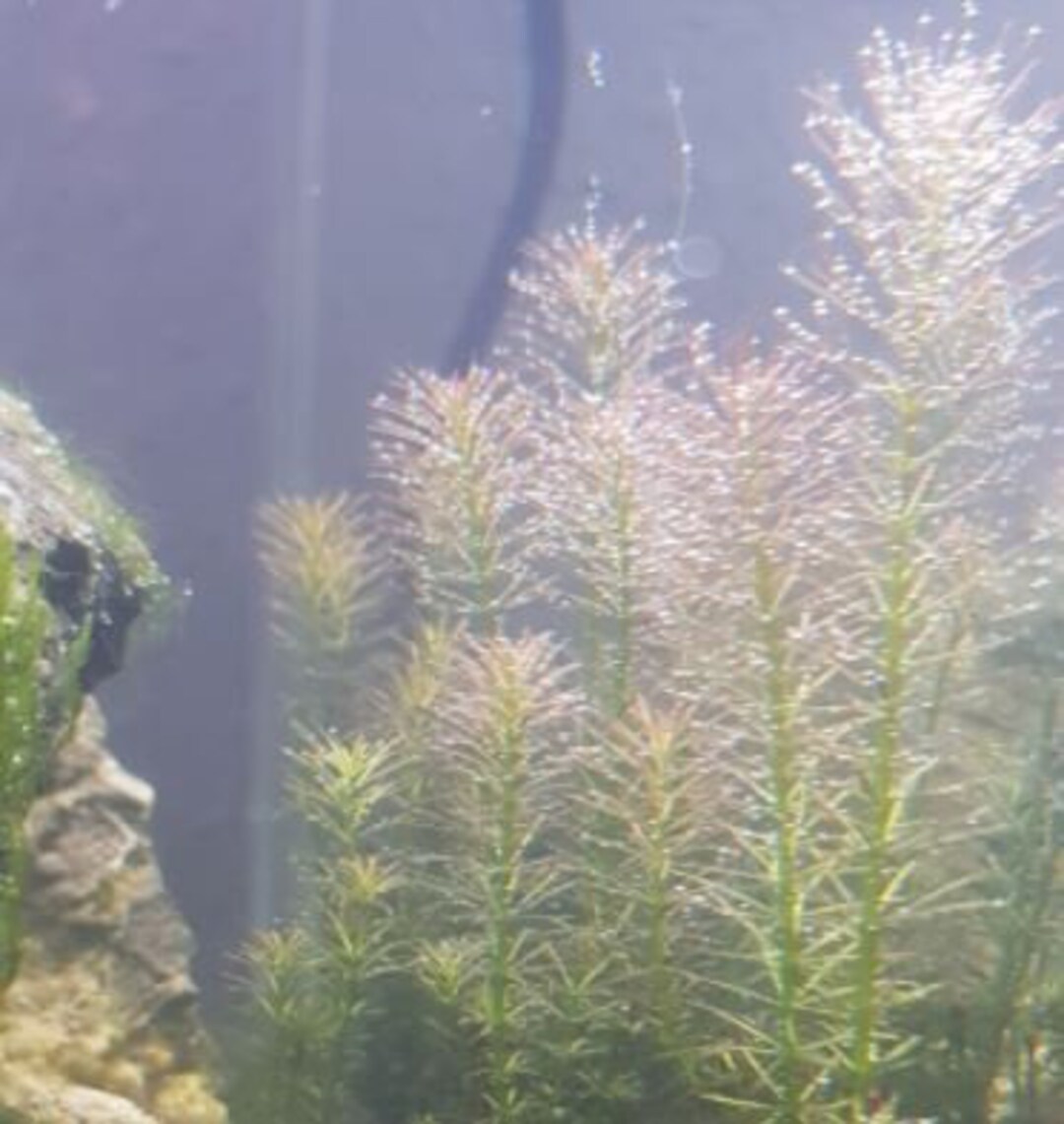 Rotala Wallichi Bunch, Whorly Rotala Stem Low Tech Live Freshwater ...