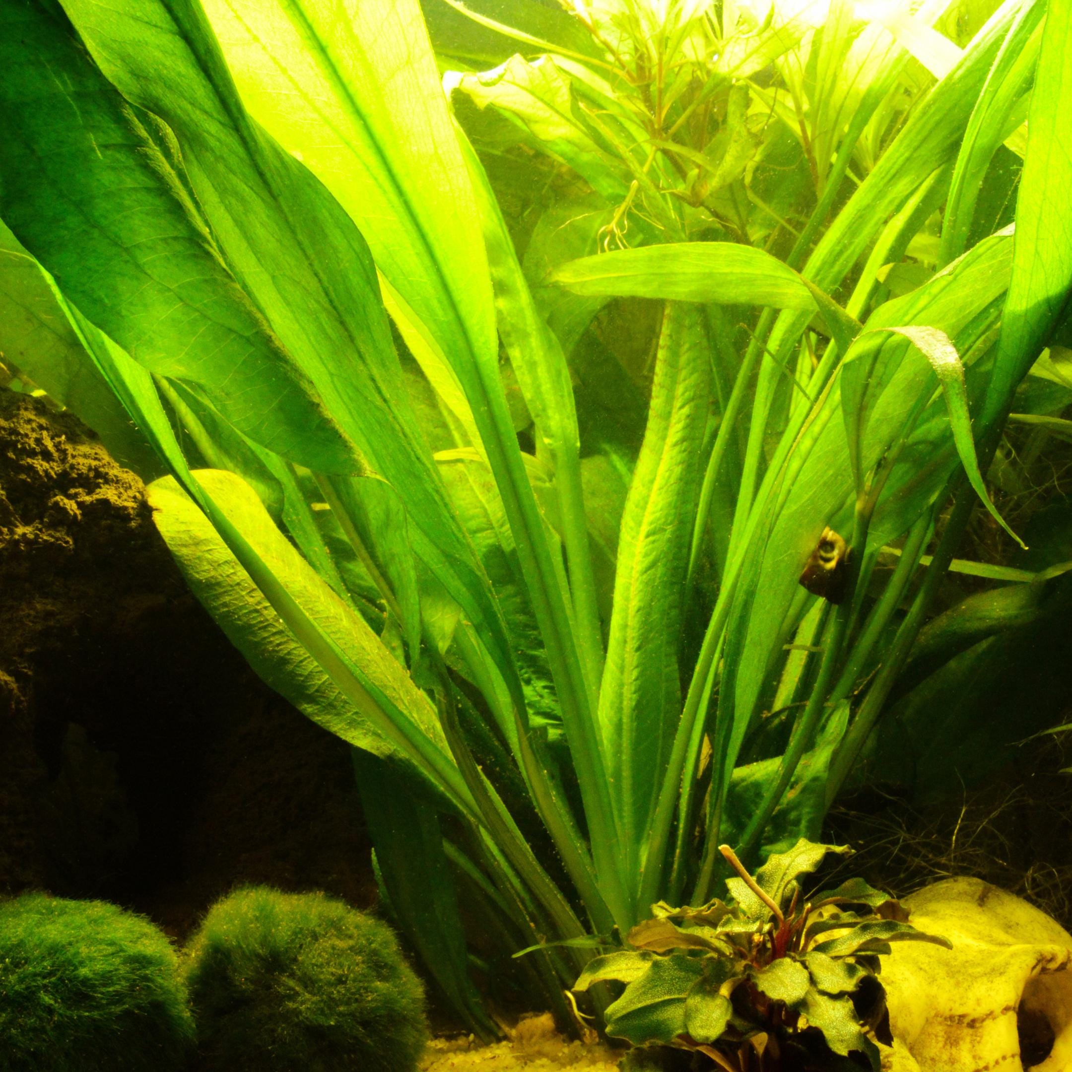 Axolotl Aquarium Plant Bundle (6 Pack), Java Moss & Fern, Anubias ...
