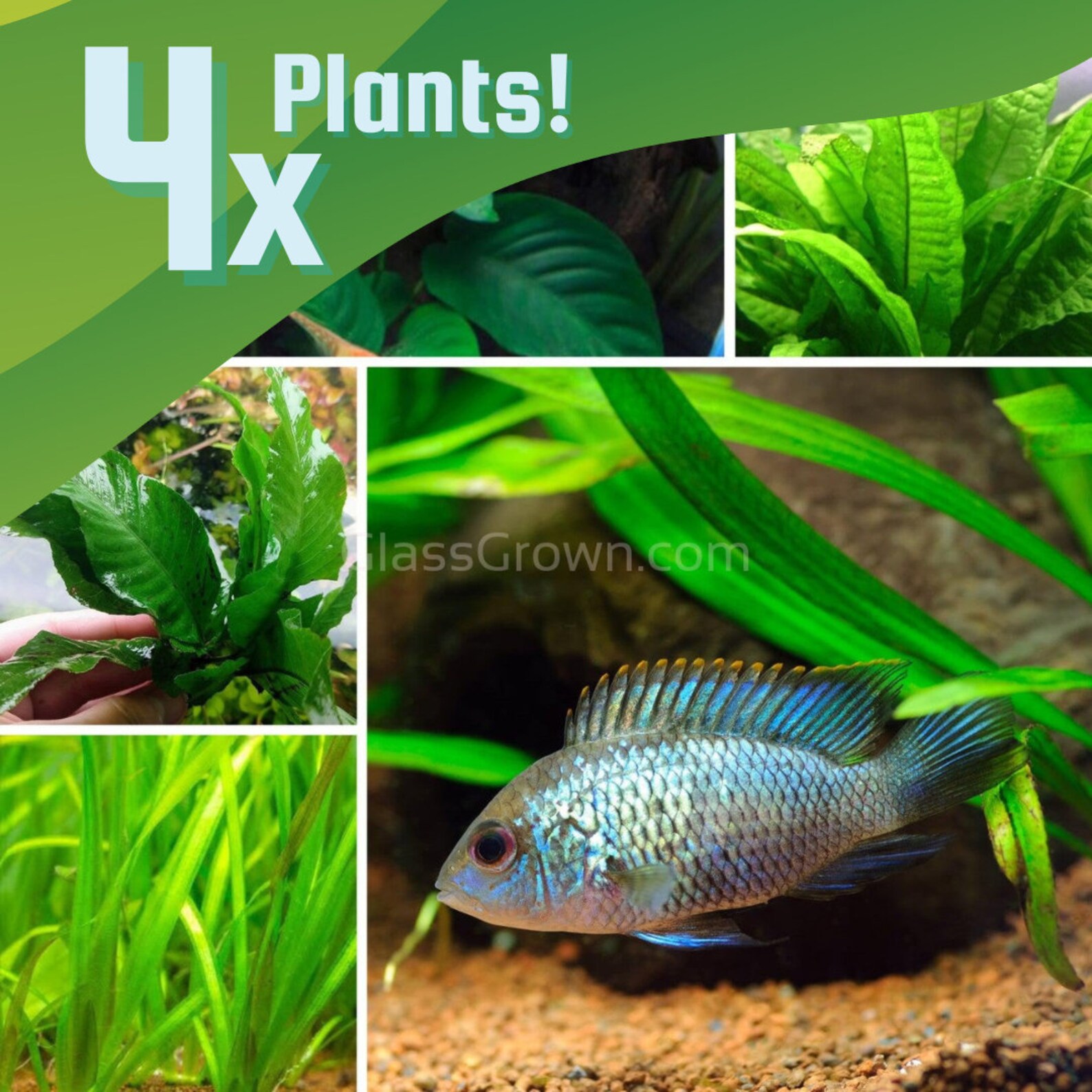 Cichlid Plant Bundle (4 Plants), Low Tech Live Freshwater Aquarium Kit ...