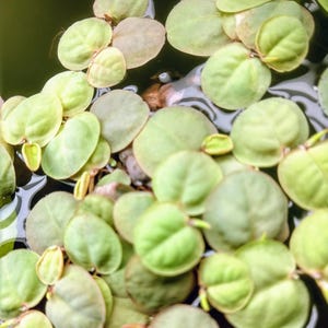 One Cup Mixed Floaters Live Freshwater Aquarium Plants, Low Tech, Easy ...