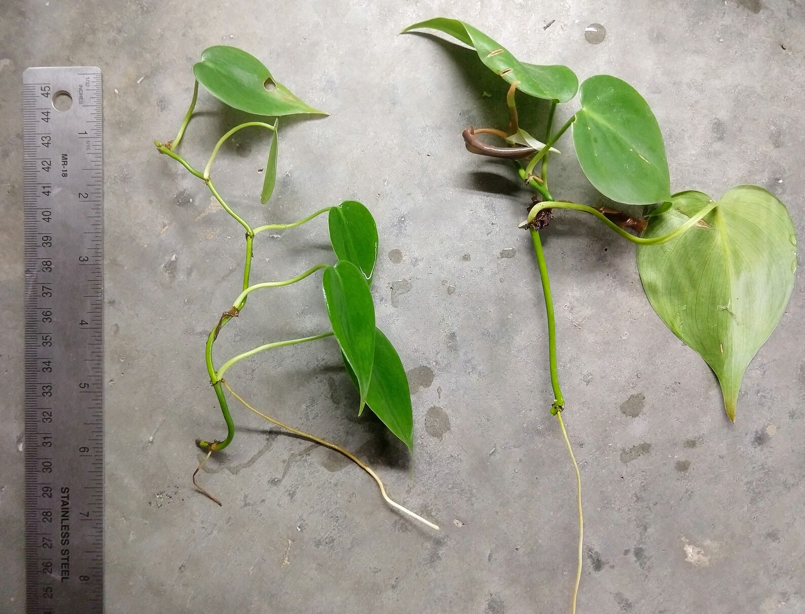 Axolotl Aquarium Plant Bundle: 4x Plants Low Light Java Moss, Fern ...