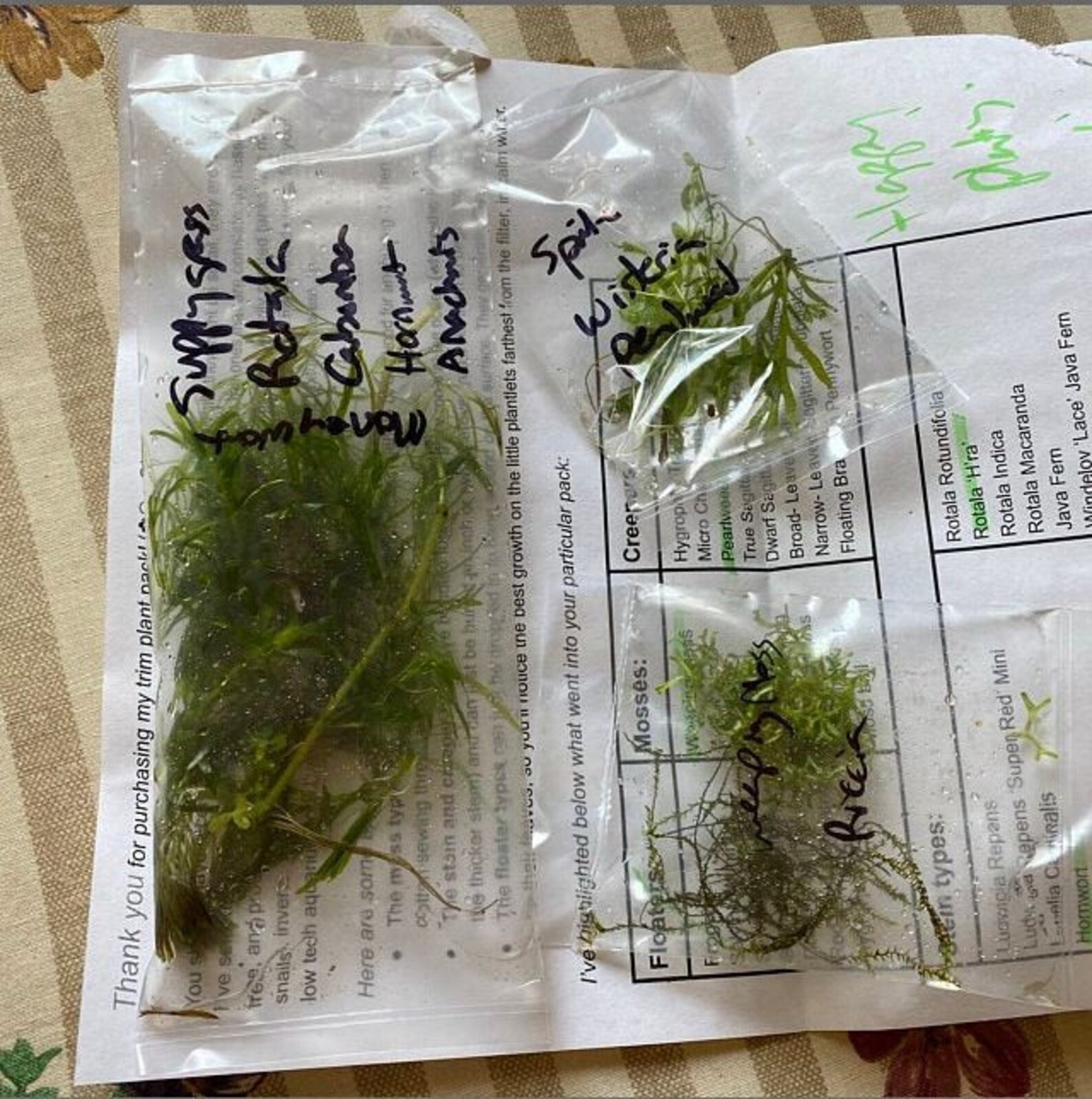 NO FLOATERS Beginner Pack 10 Tiny Random PLANT Species Low - Etsy