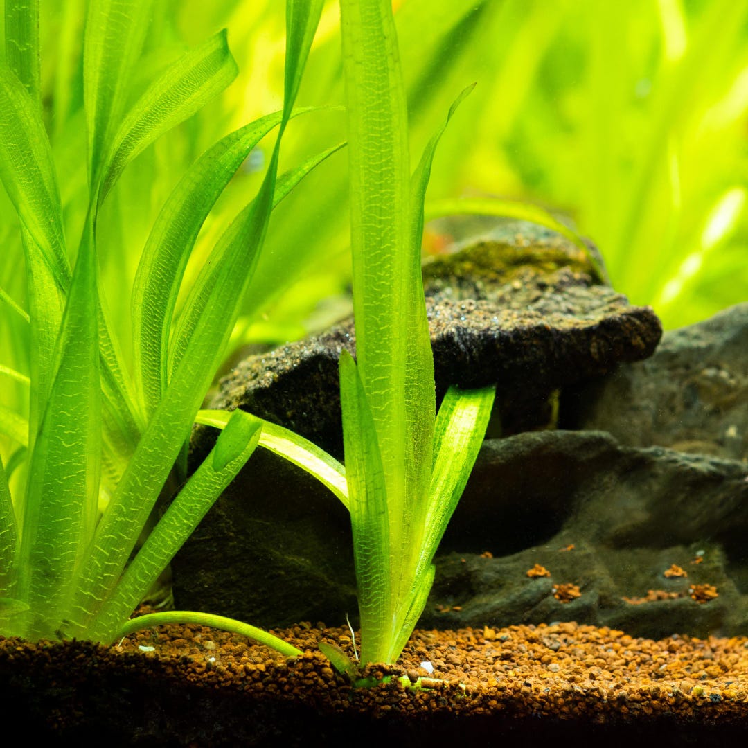 Vallisneria Gigantea Aquarium