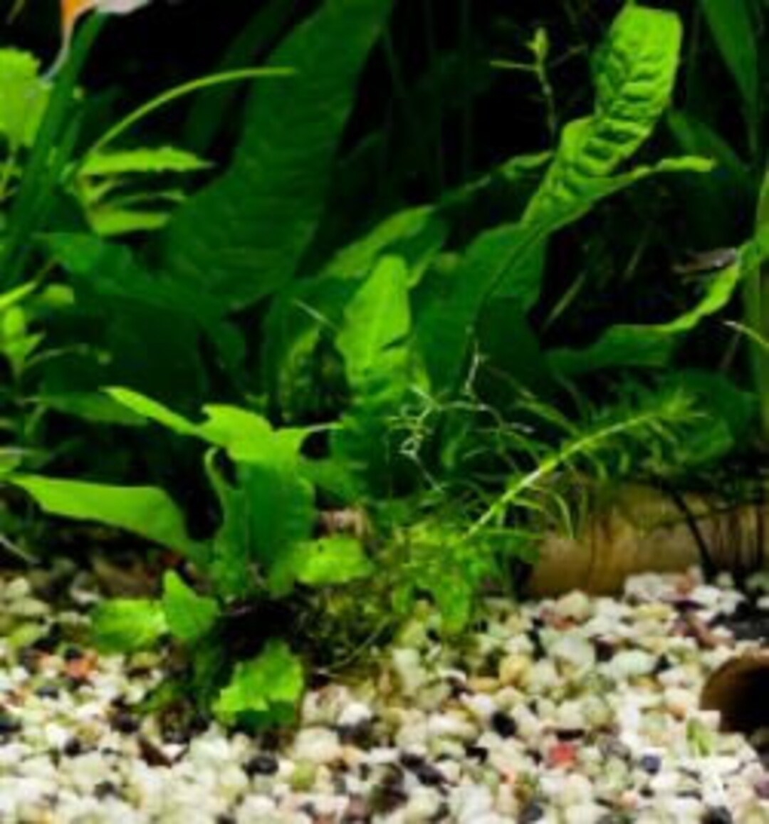 Axolotl Aquarium Plant Bundle (6 Pack), Java Moss & Fern, Anubias ...