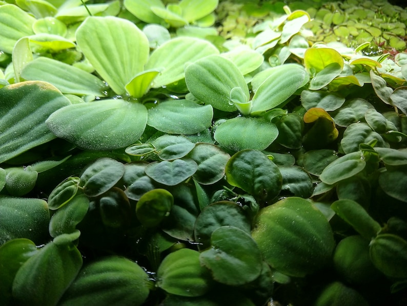 One Cup Mixed Floaters Live Freshwater Aquarium Plants Low - Etsy