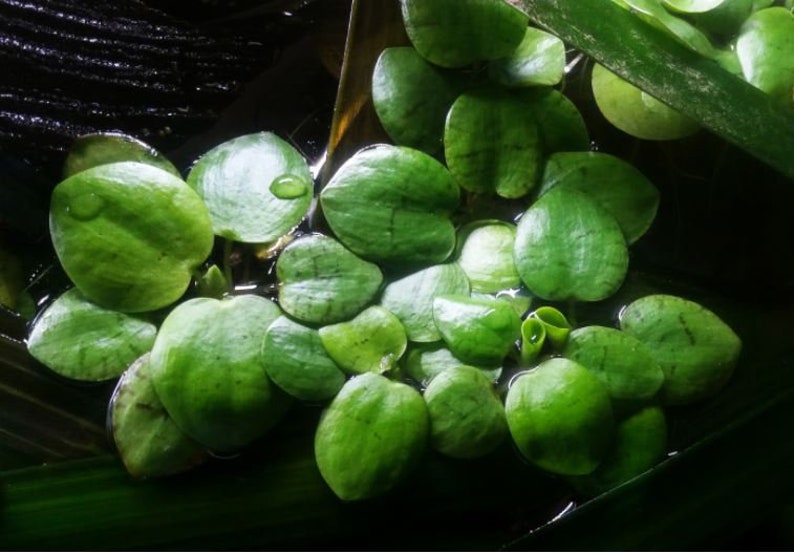 One Cup Mixed Floaters Live Freshwater Aquarium Plants Low - Etsy
