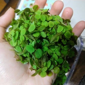 One Cup Mixed Floaters Live Freshwater Aquarium Plants, Low Tech, Easy ...
