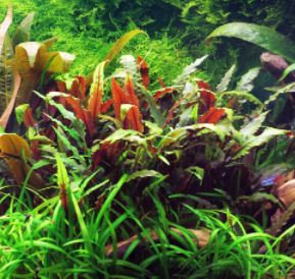 5x Cryptocoryne Wendtii 'bronze' Slow Growing Low - Etsy