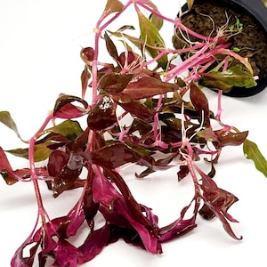 Potted Scarlet Temple Plant, Alternanthera Reineckii, Live Aquarium ...