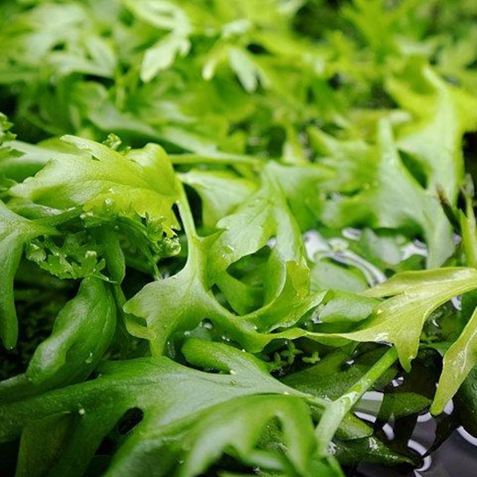 Lace or Broad Leaf Water Sprite Live Aquarium Plant for Betta & Shrimp ...