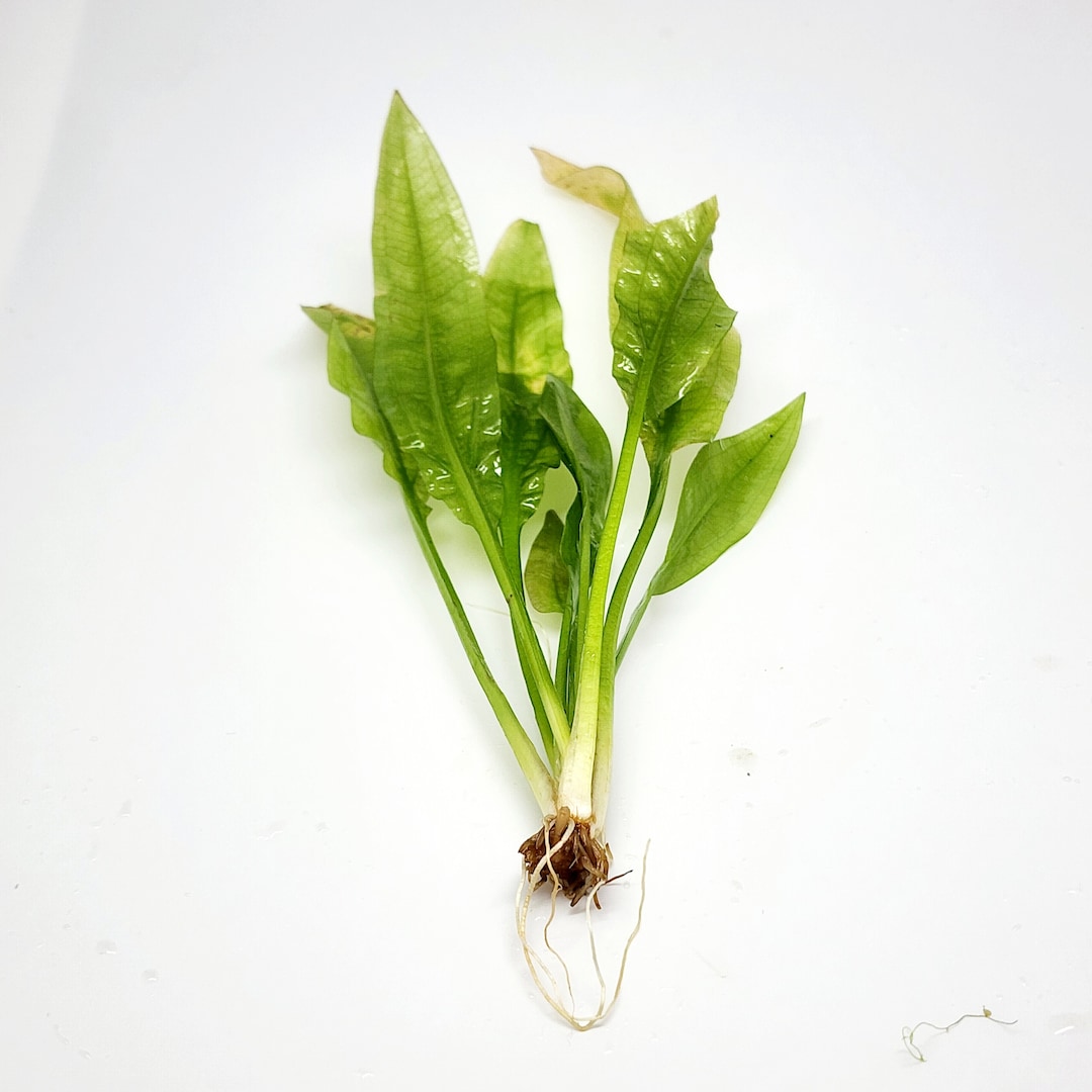 Amazon Sword, Live Freshwater Aquatic Plant, Easy Beginner Low Light ...