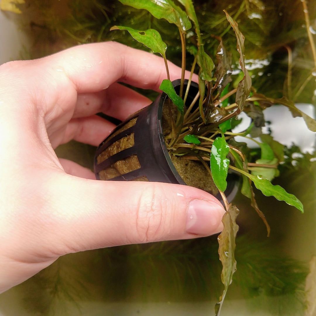 B2g1free Potted Crypt Bronze Wendtii, Slow Growing Low Tech Live ...