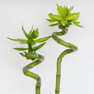 Curly Lucky Bamboo Aquarium Stem, Houseplants for the Back of Your ...