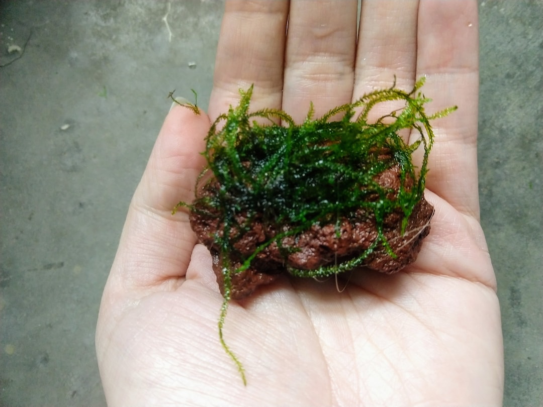 Java on a Lava! Java Moss on a Lava Rock Low Tech Live Freshwater ...