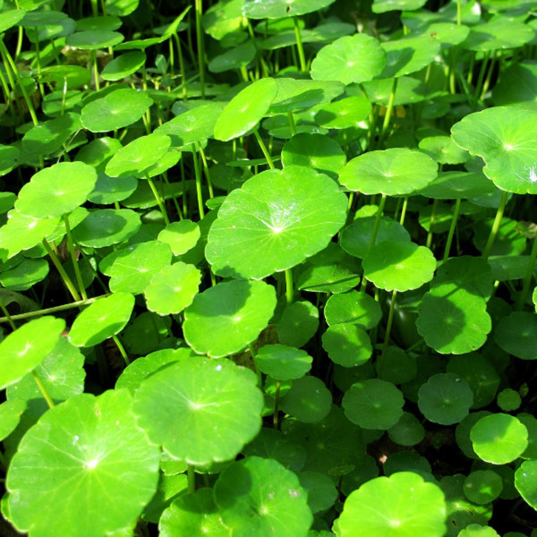B2g1free Bunch Brazilian Pennywort, Low Tech Live Freshwater Aquarium ...