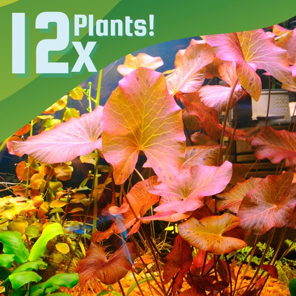 Fish Tank Plants - Etsy