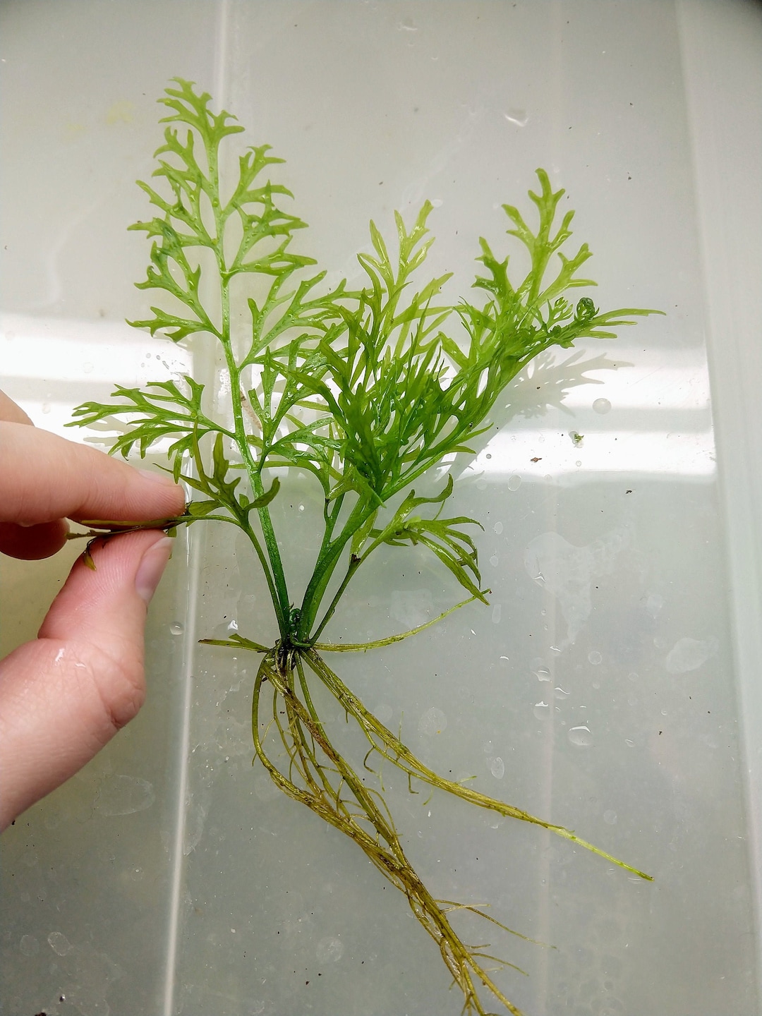 Water Sprite Aquatic Plants Aquarium