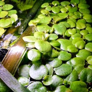 One Cup Mixed Floaters Live Freshwater Aquarium Plants, Low Tech, Easy ...