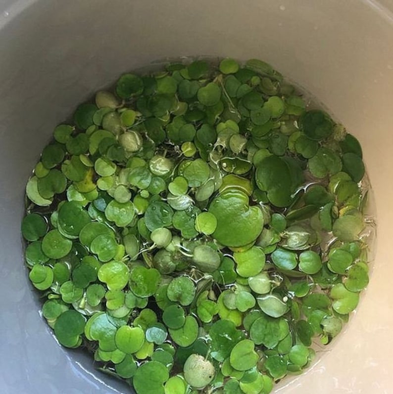 One Cup Mixed Floaters Live Freshwater Aquarium Plants Low - Etsy