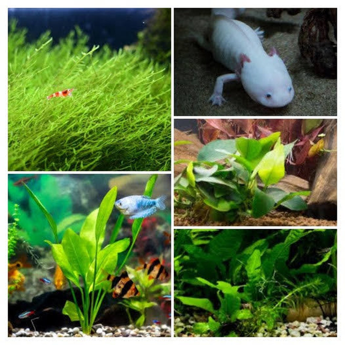Axolotl Aquarium Plant Bundle: 4x Plants Low Light Java Moss, Fern ...