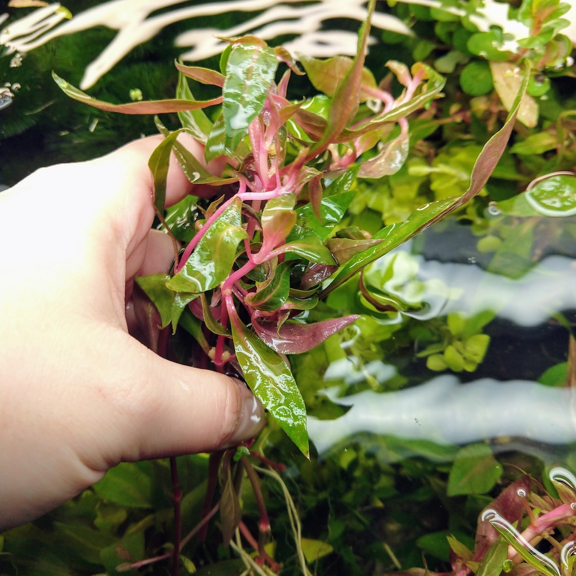 Scarlet Temple Plant, Alternanthera Reineckii, Live Aquarium Decor - Etsy
