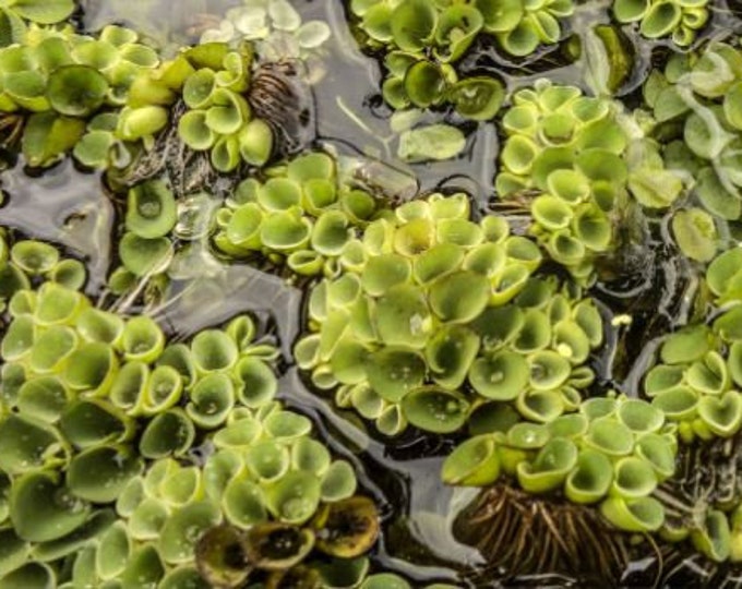3x Salvinia Cucullata Floaters, Live Freshwater Aquarium Plants, Low ...