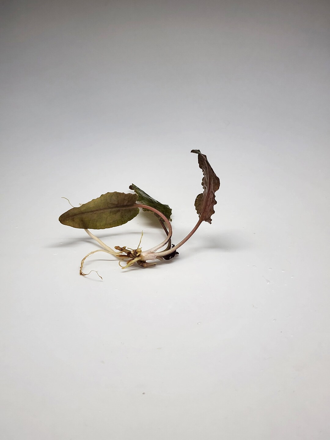 Crypt Wendtii Bronze Plant, Slow Growing Low Tech Live Freshwater ...