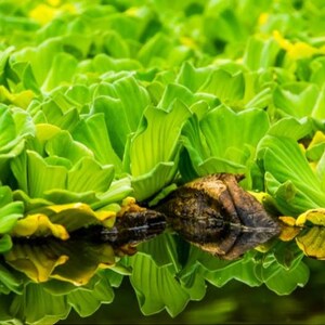 One Cup Mixed Floaters Live Freshwater Aquarium Plants, Low Tech, Easy ...