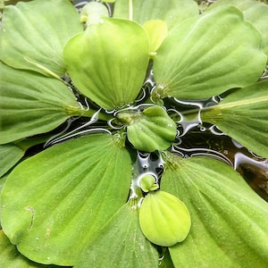 One Cup Mixed Floaters Live Freshwater Aquarium Plants, Low Tech, Easy ...