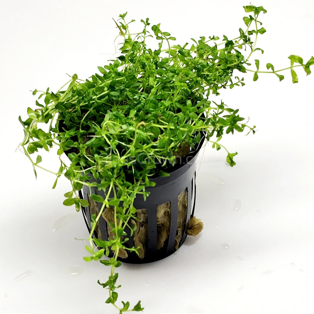 B2G1 Free Potted Pearlweed, Creeping Low Tech Live Freshwater Aquarium ...