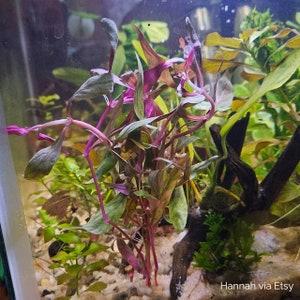 Scarlet Temple Plant, Alternanthera Reineckii, Live Aquarium Decor - Etsy