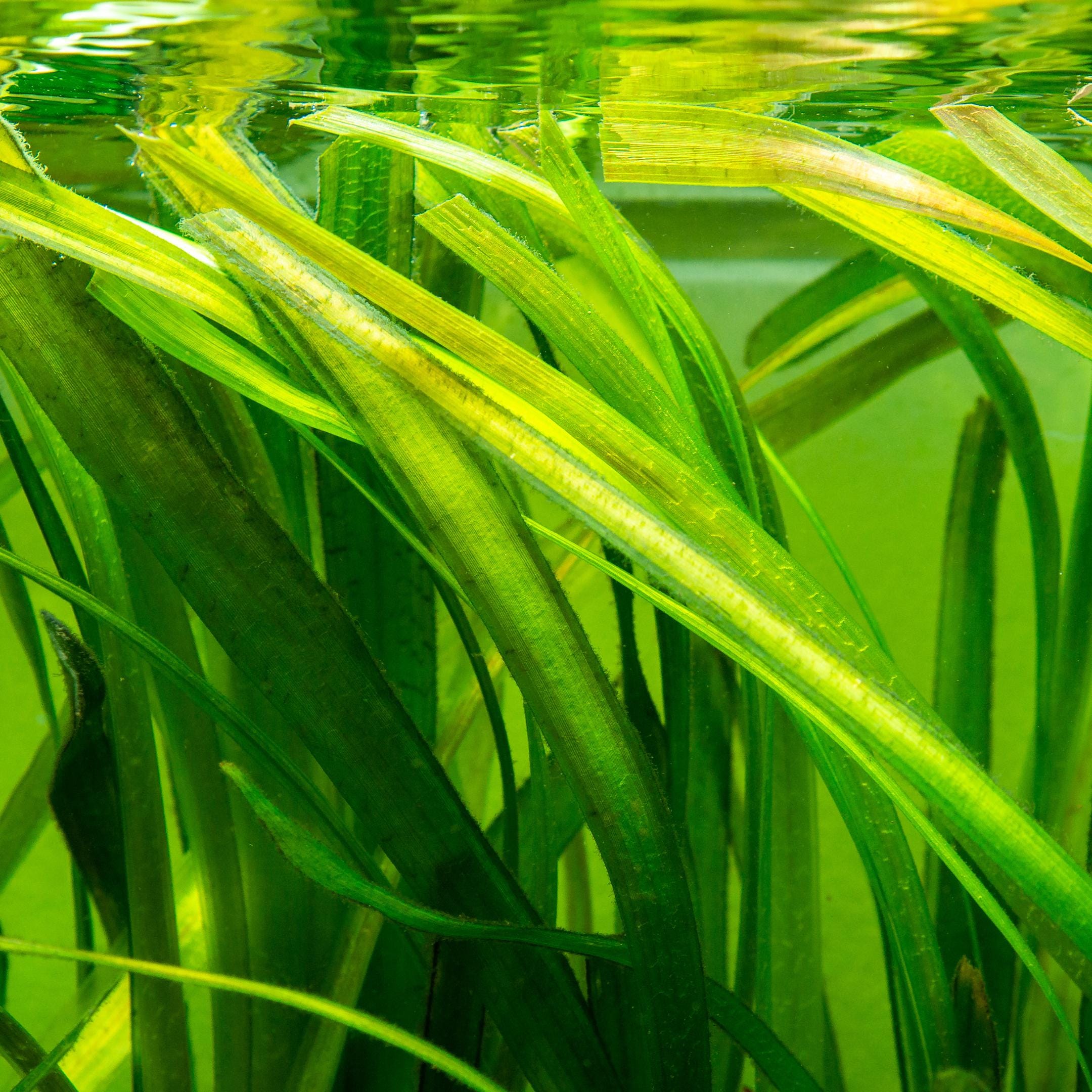 Jungle Val Plant (3x Plants), Vallisneria Gigantea, Live Aquarium ...