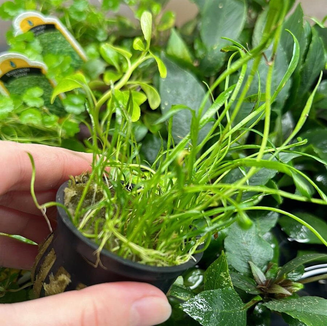 B2g1free Potted Micro Sword, Creeping Carpet Live Freshwater Aquarium ...