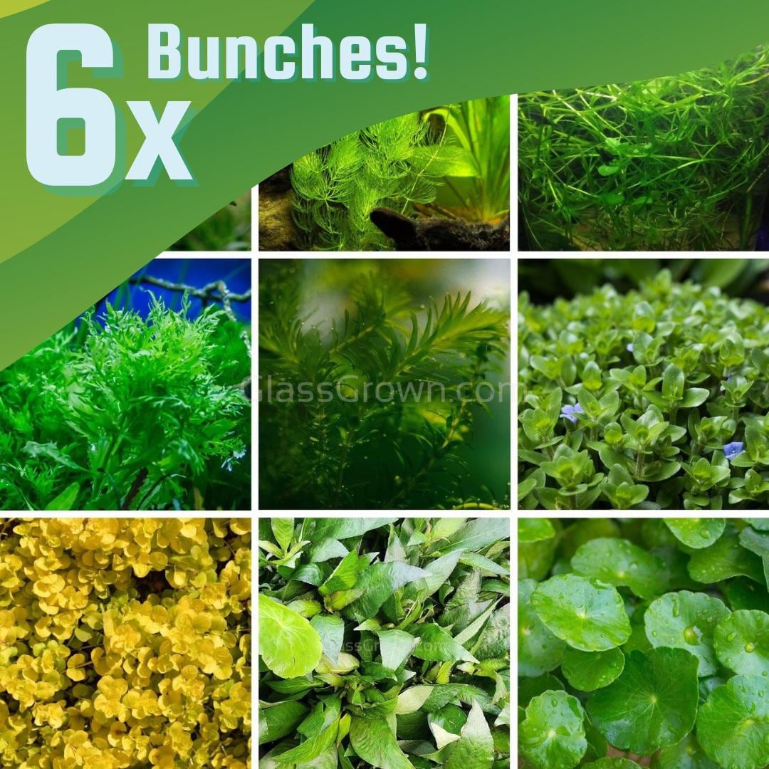Grower's Choice Low Light Plants (6 Bunches), Stem Low Tech Live ...