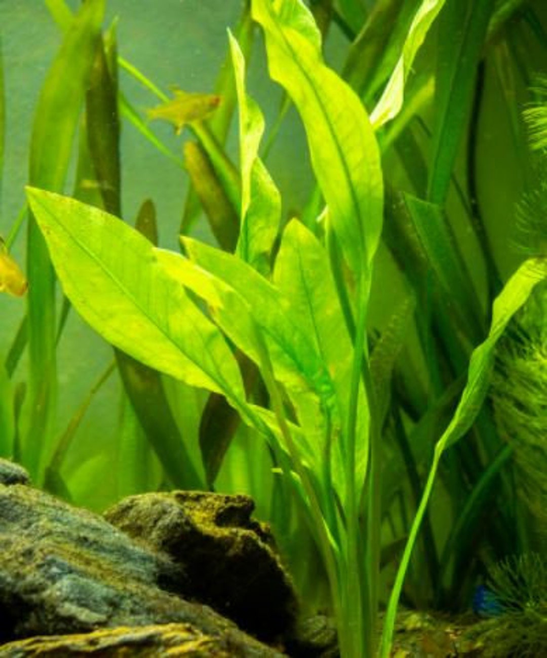 Axolotl Aquarium Plant Bundle: 4x Plants Low Light Java Moss, Fern ...
