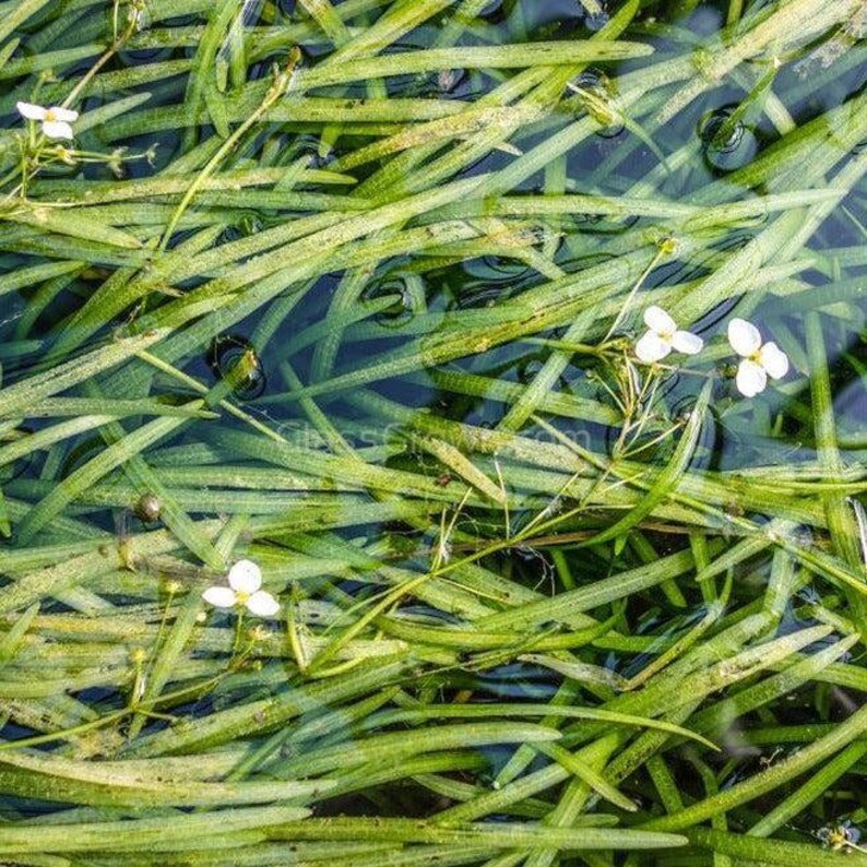 Jungle Val Plant 3x, Vallisneria Gigantea Live Aquarium Plant - Etsy