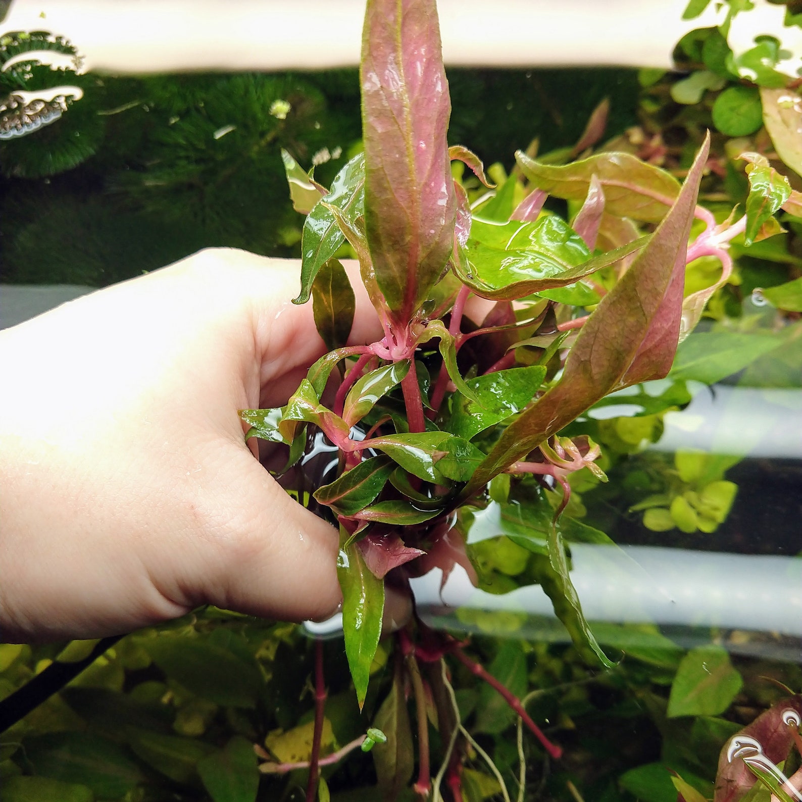 Scarlet Temple Plant, Alternanthera Reineckii, Live Aquarium Decor - Etsy