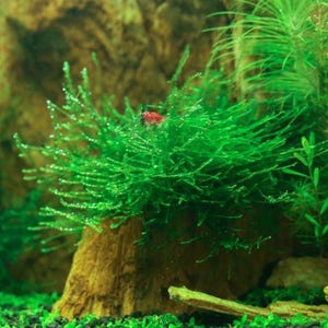 Java Moss Golf Ball Portion: Low Tech Aquarium Plant - Etsy