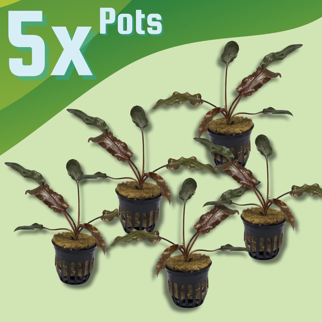 BULK 5X POTS Red Crypt Wendtii, Slow Growing Low Tech Live Freshwater ...