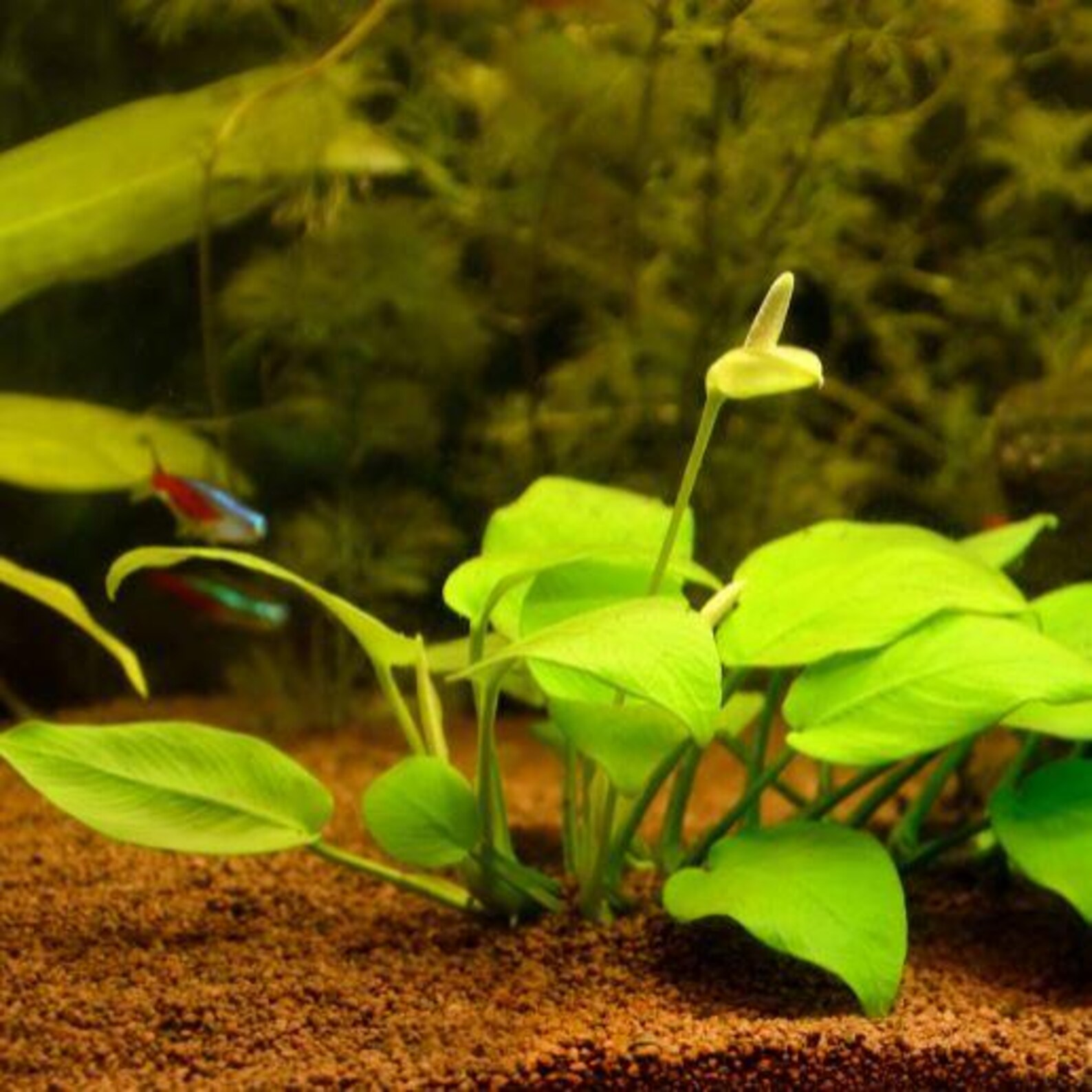Axolotl Aquarium Plant Bundle (6 Pack), Java Moss & Fern, Anubias ...